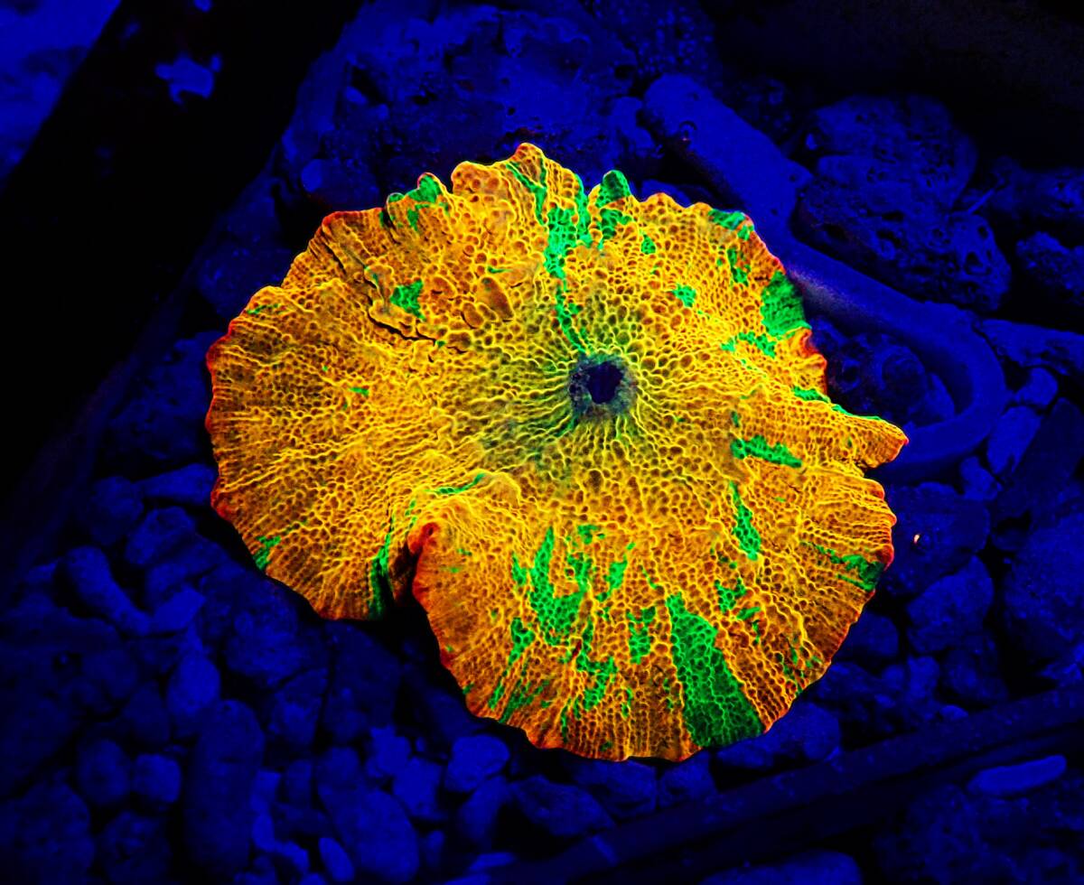 FM 一発オークション ジョーブレイカー ディスクコーラル ク左下 サンゴ 0119(海水魚)｜売買されたオークション情報、yahooの商品情報をアーカイブ公開 - オークファン（aucfan ...