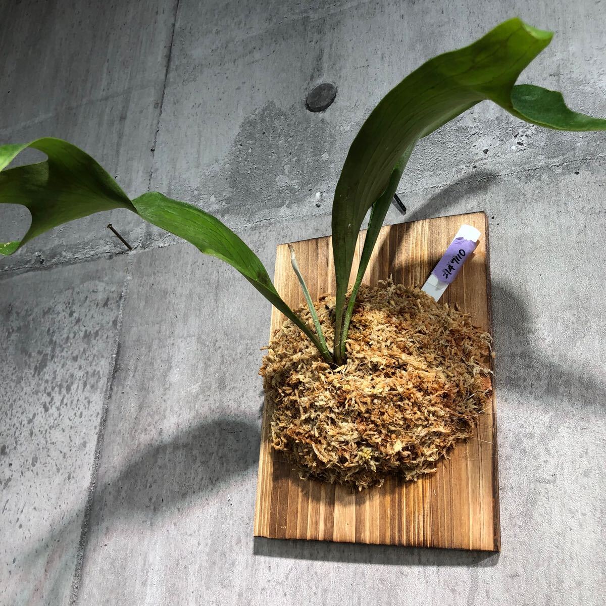 Yahoo!オークション - 評価1000感謝祭 【2147110】 P.Yos#2 ビカクシダ...