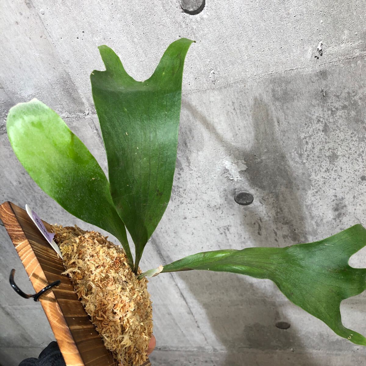 Yahoo!オークション - 評価1000感謝祭 【2147110】 P.Yos#2 ビカクシダ...