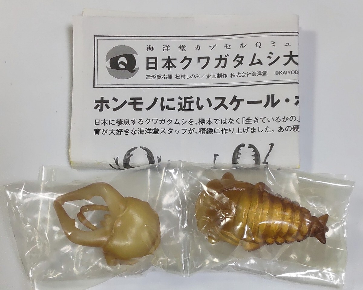 Yahoo!オークション - 送料140円〜 ノコギリクワガタの蛹(さなぎ) 日本...