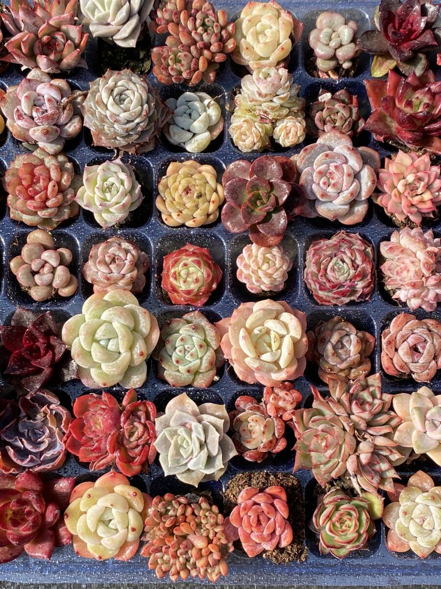 105株セット W401-50 多肉植物 エケベリア ミックス苗 色々種類 詰め合わせ 観葉植物 園芸 レア種 土と根付き(サボテン)｜売買されたオークション情報、yahooの商品情報を ...