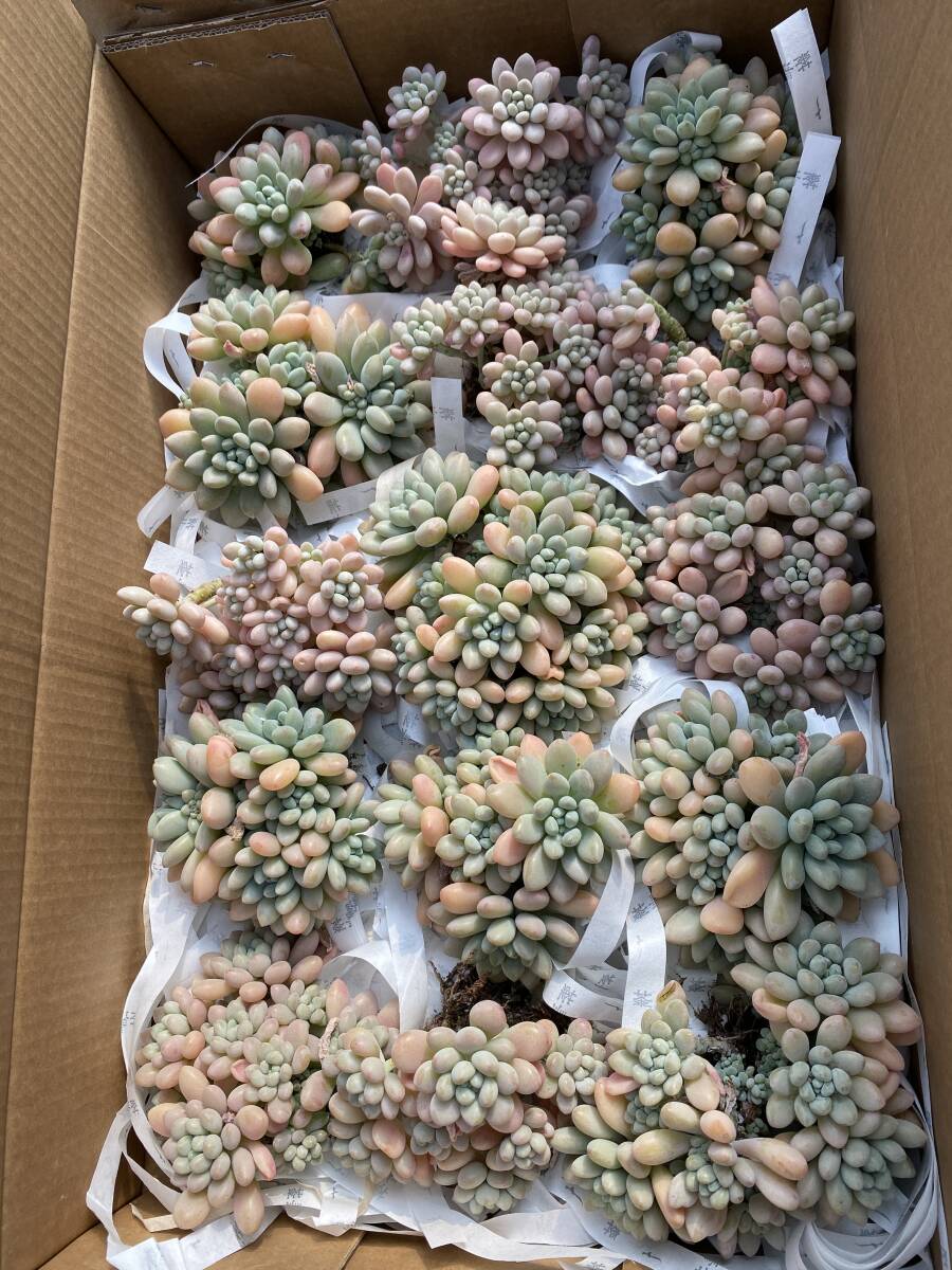 Yahoo!オークション - 15株 B544-4 抜き苗 エケベリア 韓国苗 サボテン...