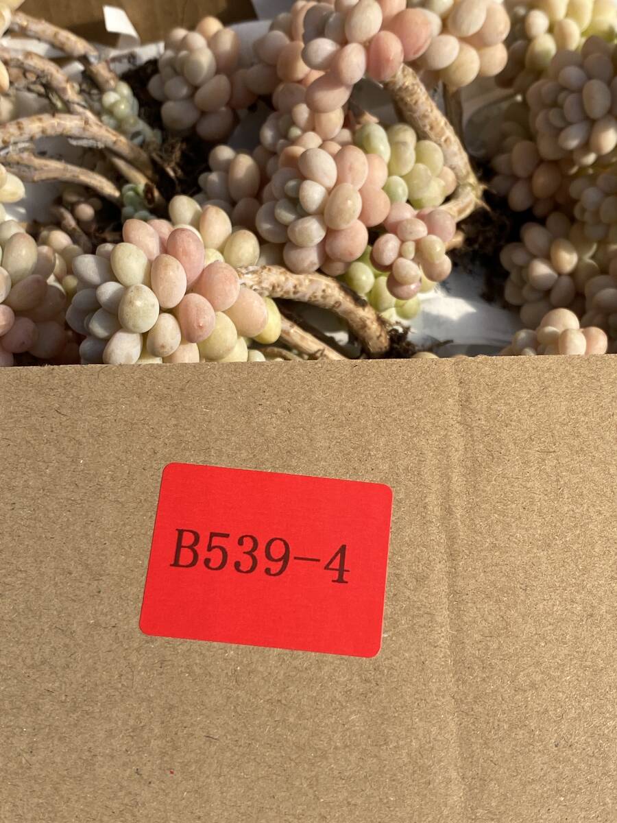 Yahoo!オークション - 17株 B539-4 抜き苗 エケベリア 韓国苗 サボテン...