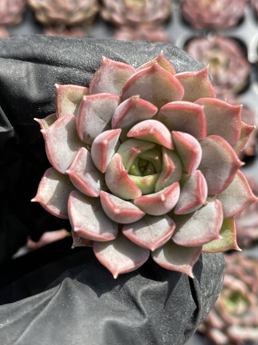 Yahoo!オークション - 128株 B116-3 多肉植物 エケベリア ピンクスパイ...