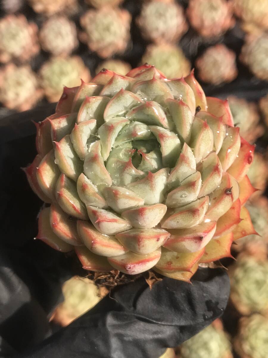 Yahoo!オークション - 50株 B183-3 多肉植物 エケベリア ベンバディス ...