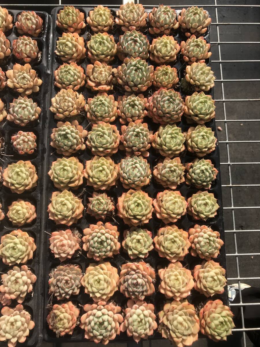 Yahoo!オークション - 50株 B183-3 多肉植物 エケベリア ベンバディス ...