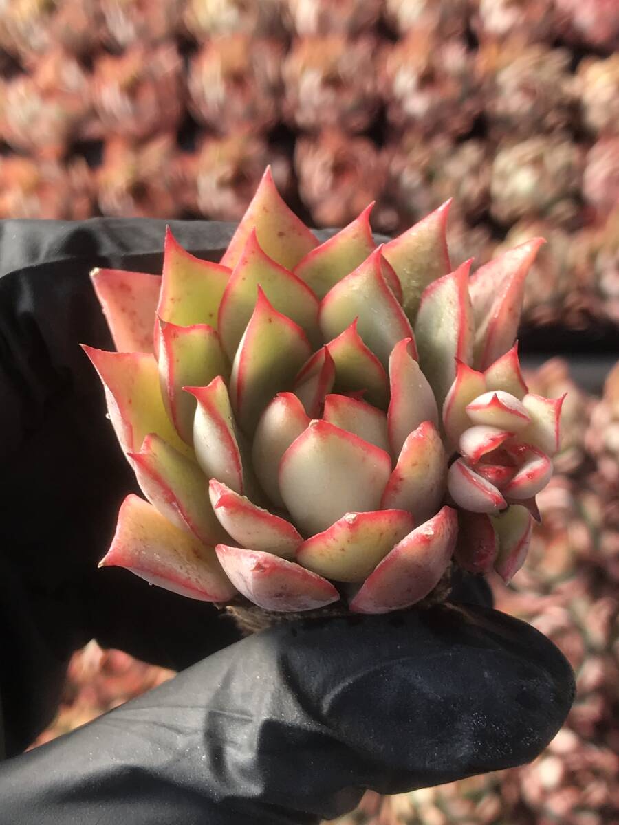 Yahoo!オークション - 105株 B209-3 多肉植物 エケベリア 宝蓮灯 サボ...