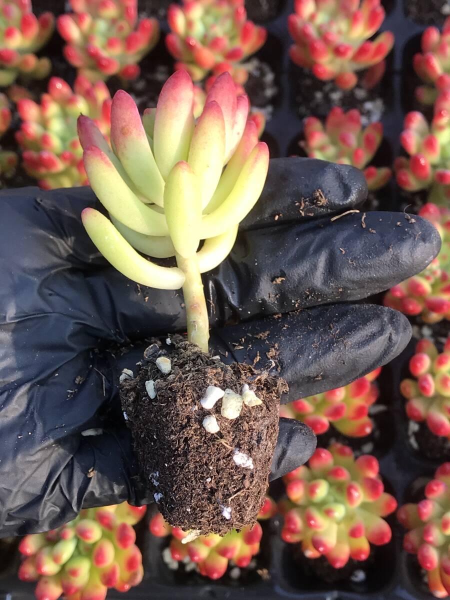 Yahoo!オークション - 72株 B106-7 多肉植物 エケベリア 春萌 サボテン...