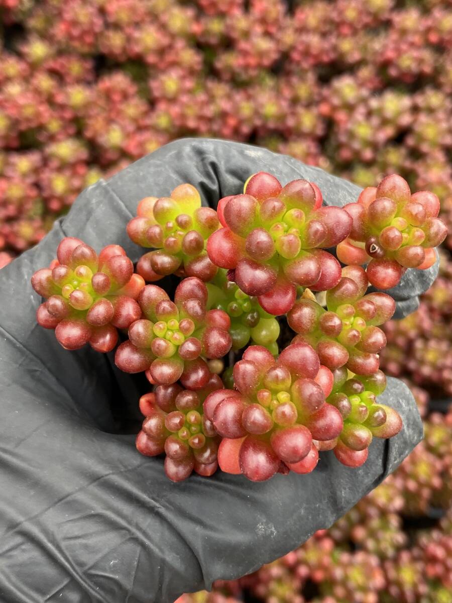 Yahoo!オークション - 72株 B117-7 多肉植物 エケベリア 赤いベリー サ...