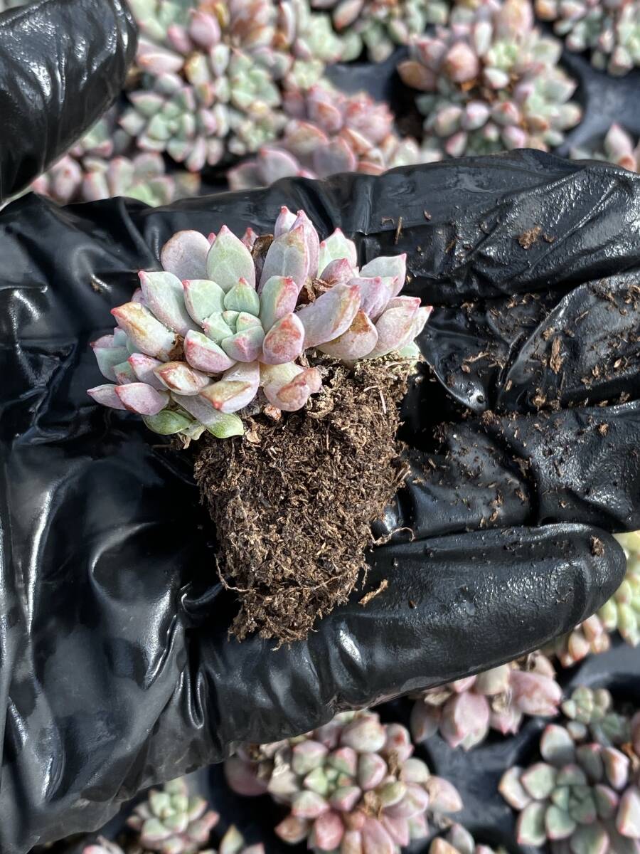 Yahoo!オークション - 105株 B118-7 多肉植物 エケベリア 青い宝石 サ...