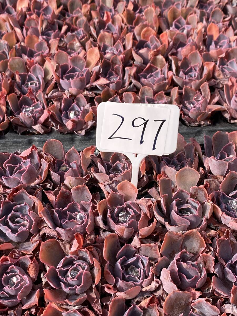 Yahoo!オークション - 105株 B297-7 多肉植物 エケベリア 夕焼け舞（小...