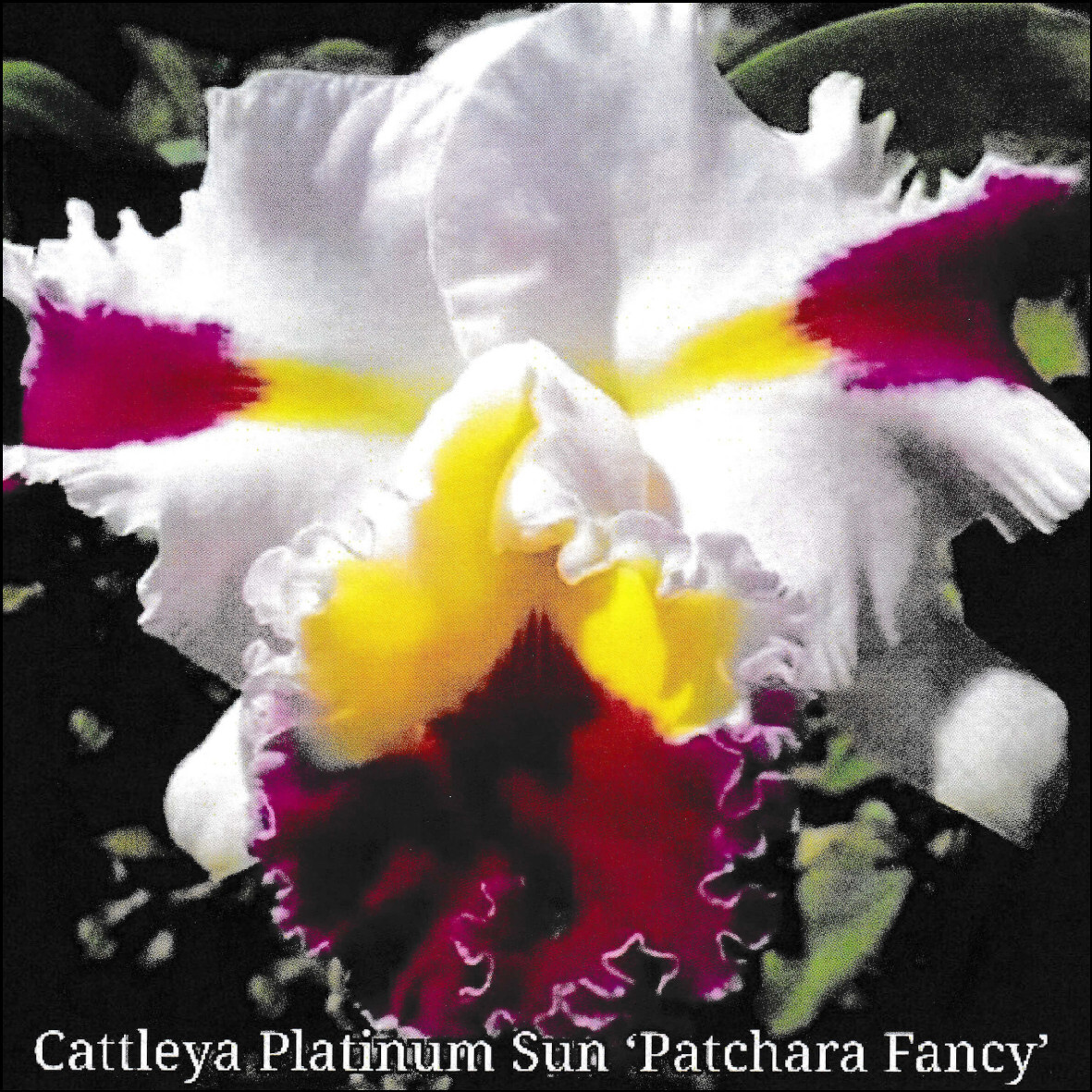 Yahoo!オークション - 洋蘭 Cattleya Platinum Sun 'Patchara Fancy' S...