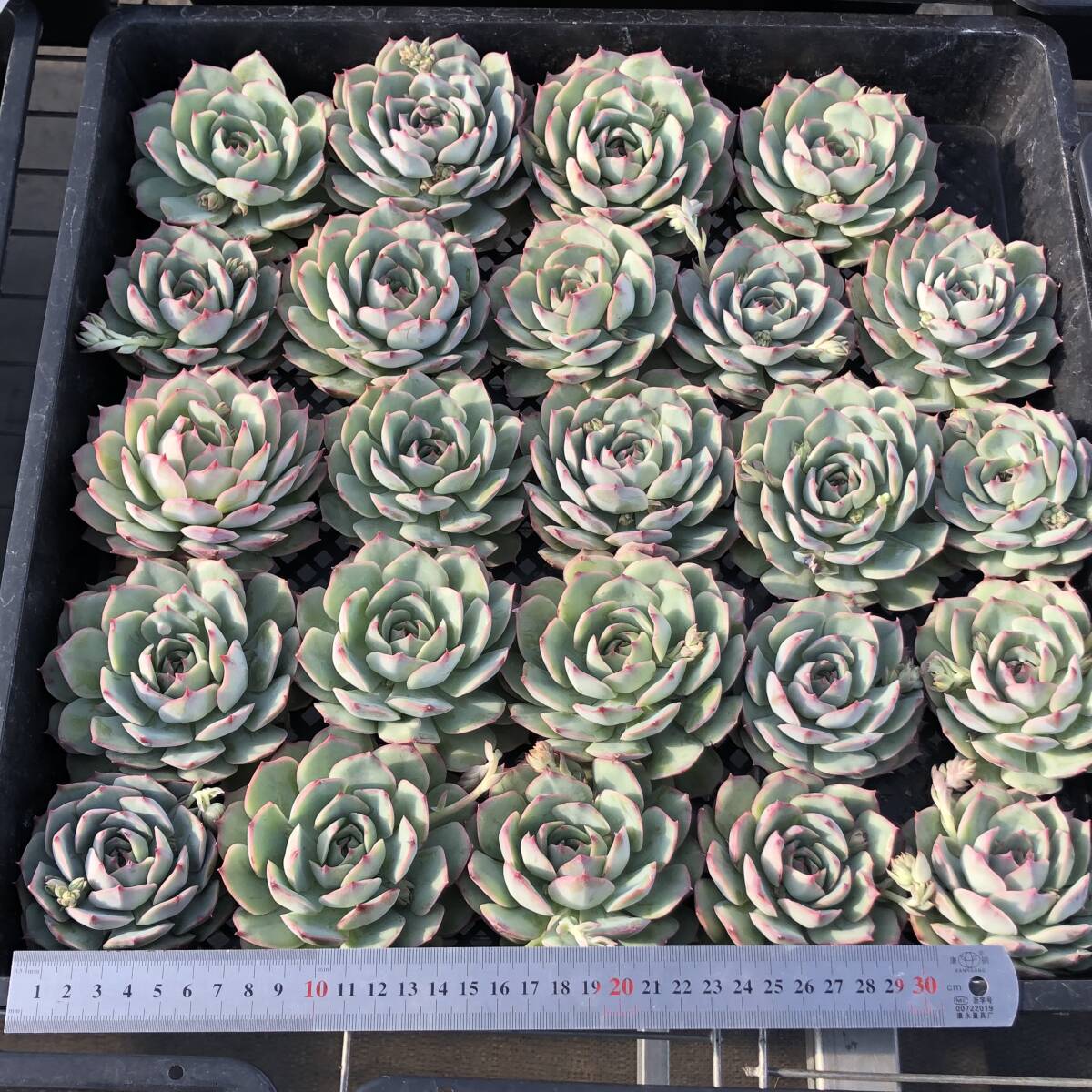 Yahoo!オークション - エケベリア24個 0107-D122 ピンクチップス 多肉...