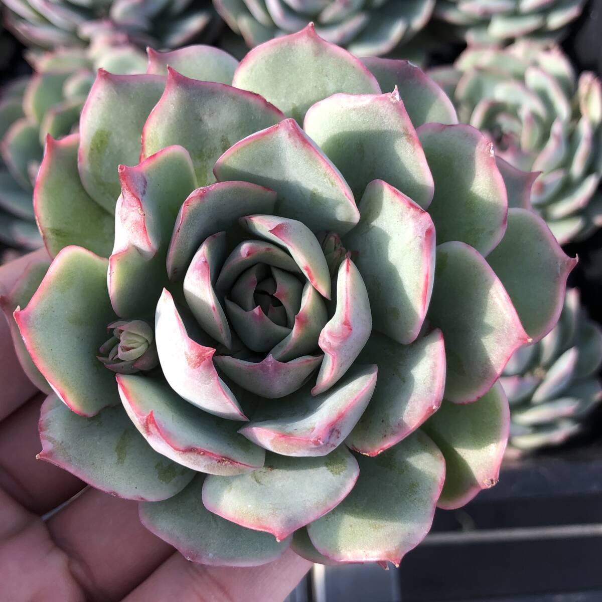 Yahoo!オークション - エケベリア24個 0107-D122 ピンクチップス 多肉...