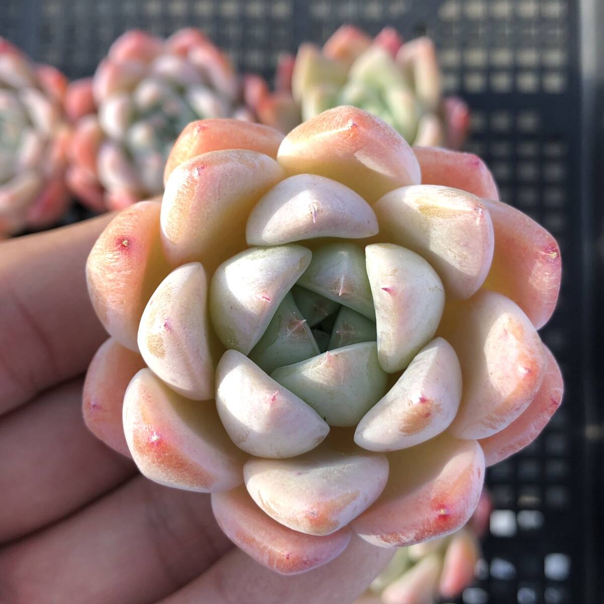 Yahoo!オークション - エケベリア24個 0107-D182 サブリム 多肉植物 カ...