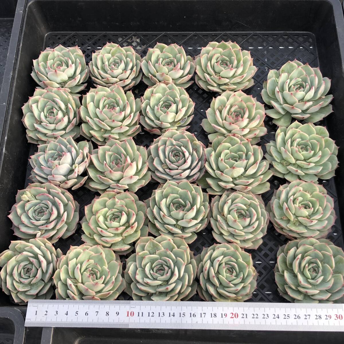 Yahoo!オークション - エケベリア24個 0114-D134 ピンクチップス 多肉...