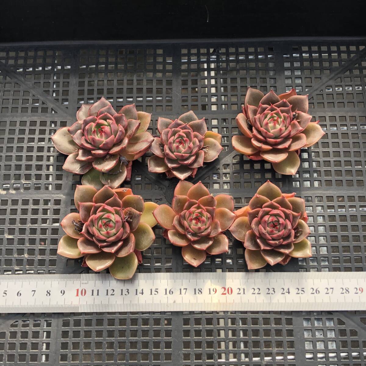 Yahoo!オークション - エケベリア6個 0114-K029 クリスマスディアー 多...