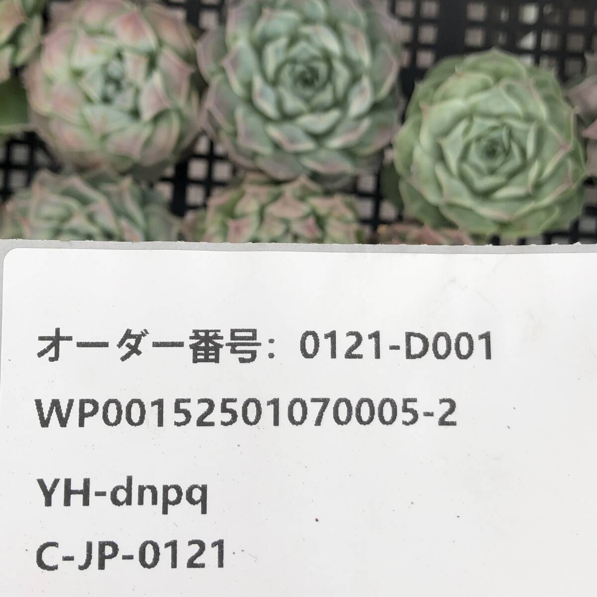 Yahoo!オークション - エケベリア24個 0121-D001 メキシコティアーズ ...