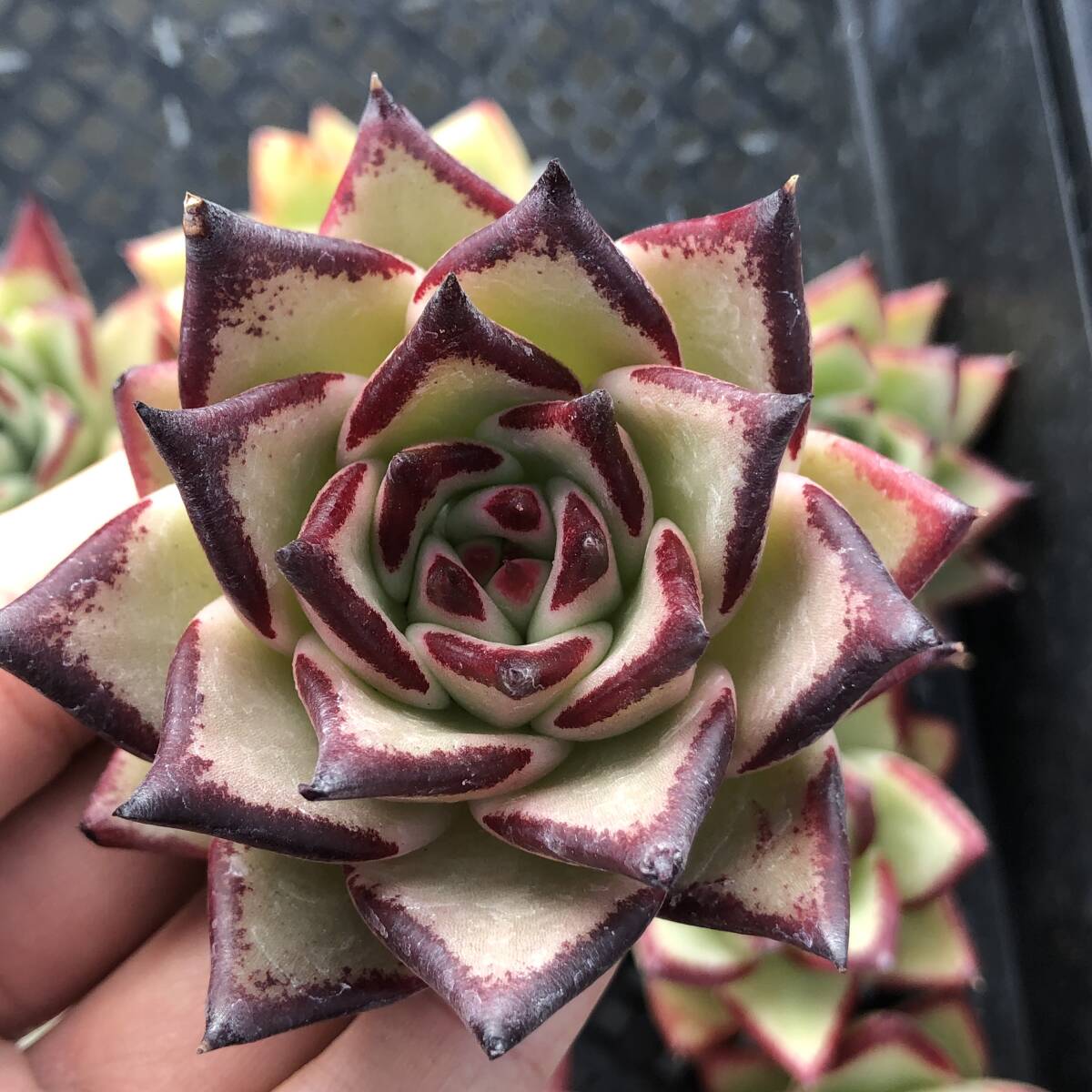 Yahoo!オークション - エケベリア24個 0121-D071 エボニー 多肉植物 カ...