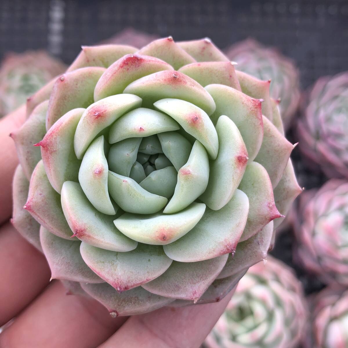 Yahoo!オークション - エケベリア24個 0121-D156 ブルーピーコック 多...