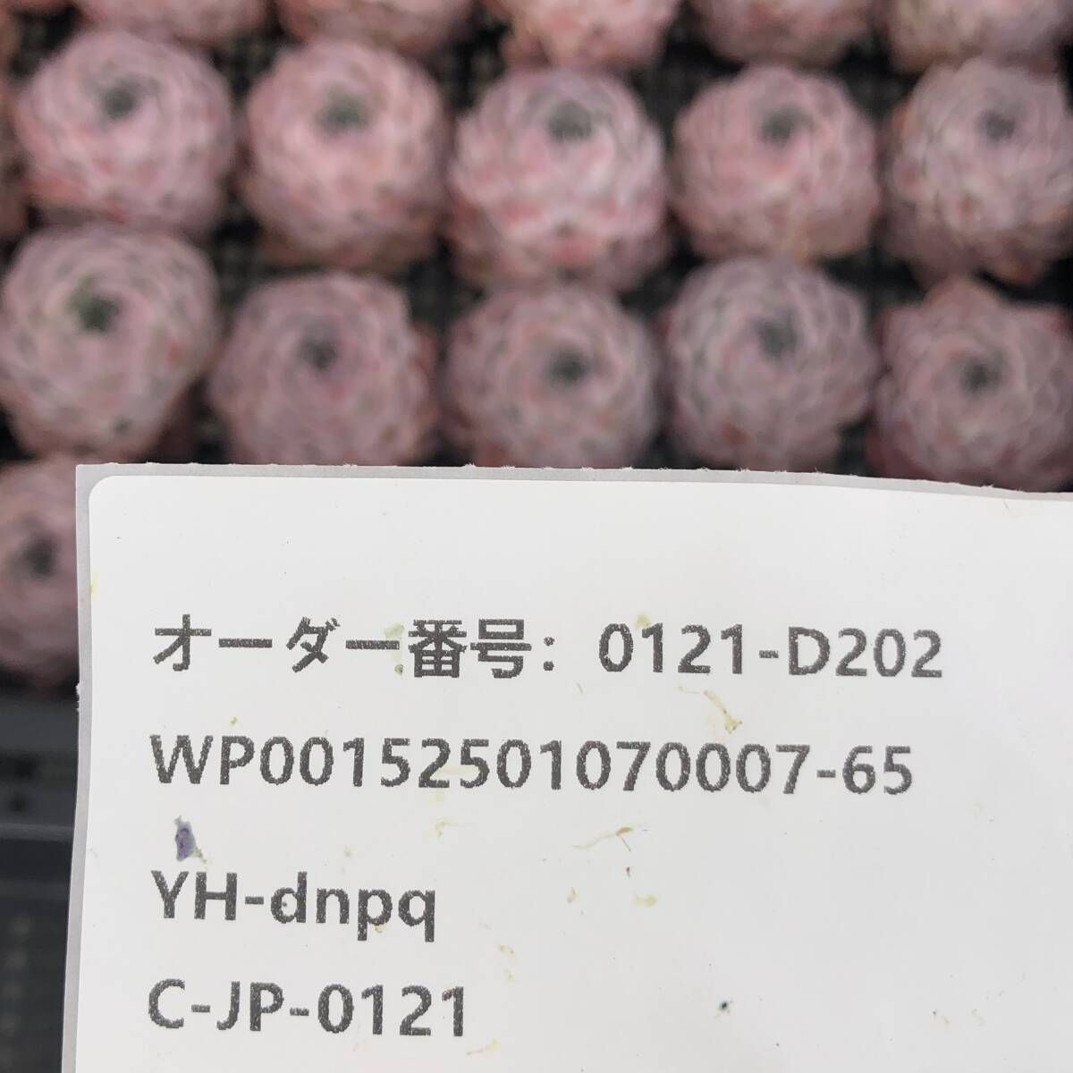 Yahoo!オークション - エケベリア24個 0121-D202 ポセイドン 多肉植物 ...