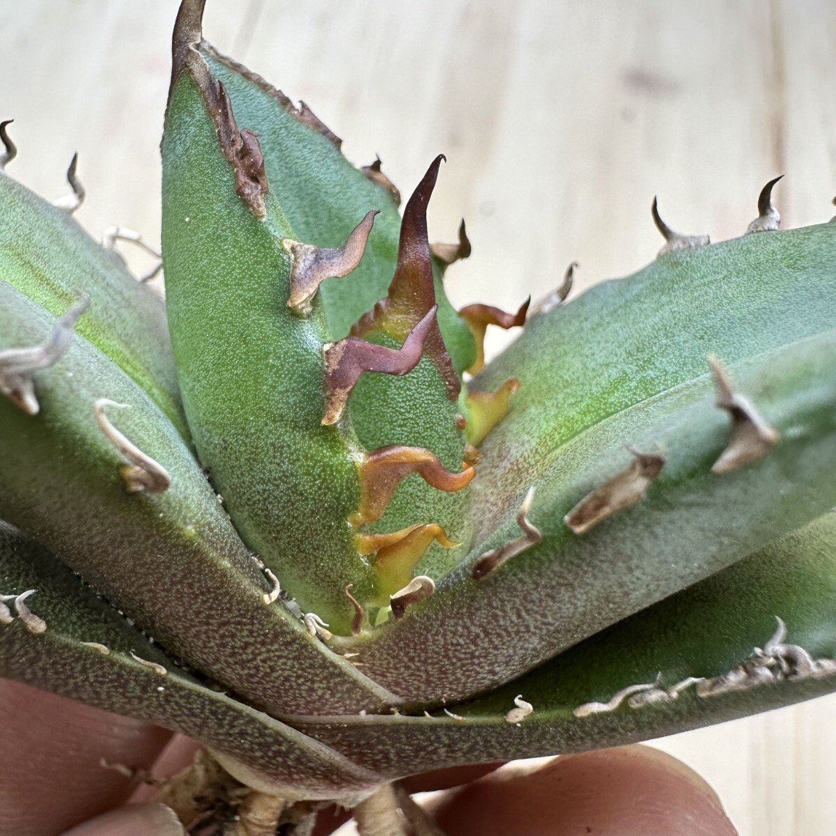 Yahoo!オークション - 2137】アガベ チタノタ 緑犀牛 Green Rhino agav...