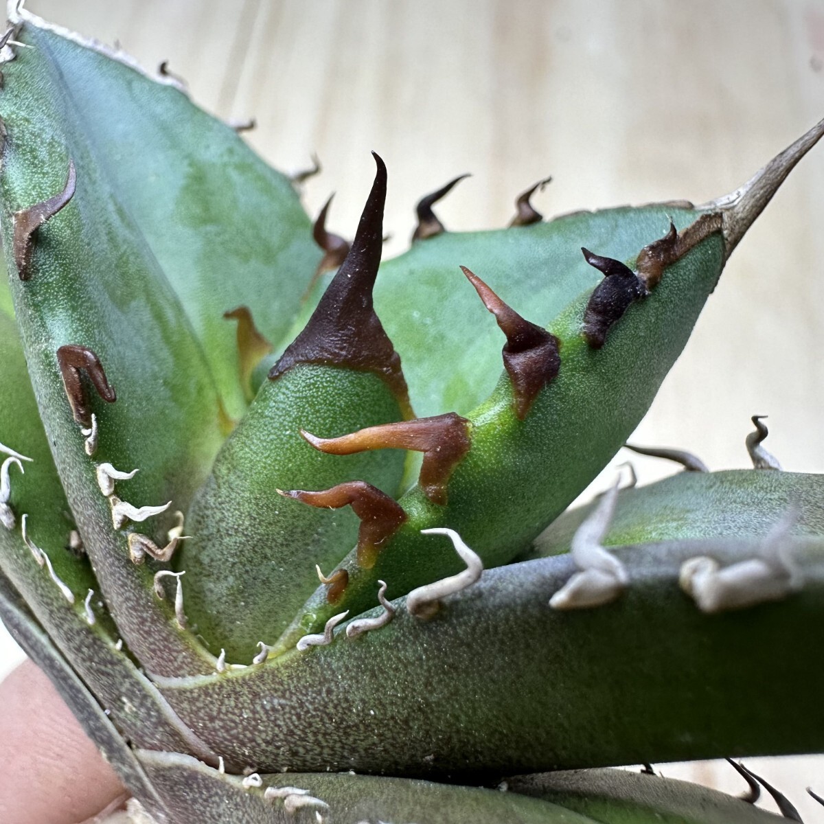 Yahoo!オークション - 2057】アガベ チタノタ 緑犀牛 Green Rhino agav...