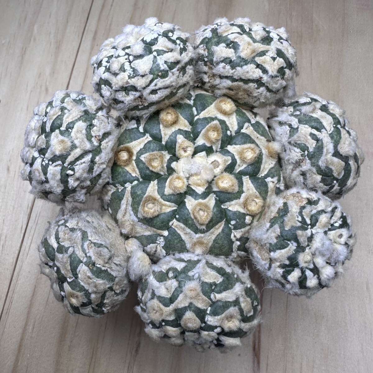 Yahoo!オークション - 2097】Astrophyum asterias super kabuto アスト...