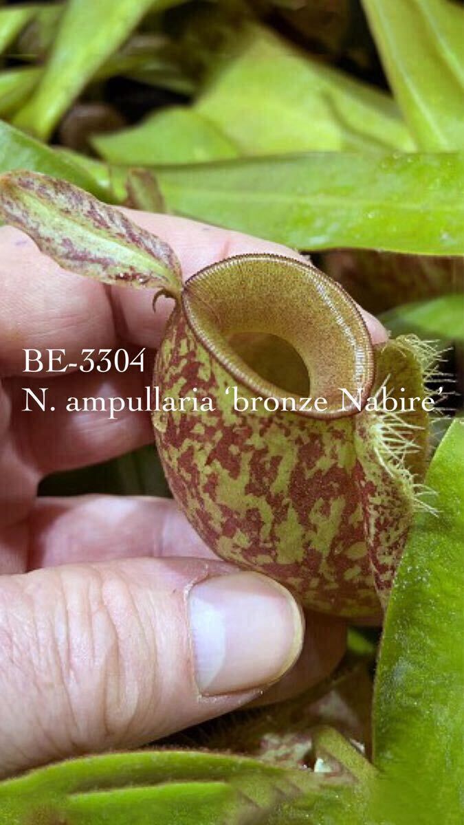 Yahoo!オークション - BE-3304 N. ampullaria ‘bronze Nabire’ ウツ...