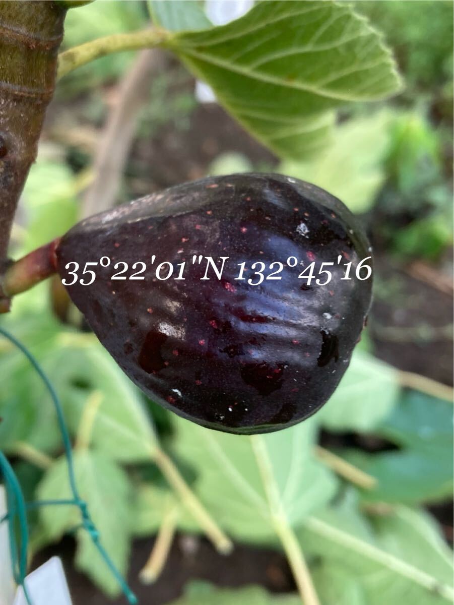 Yahoo!オークション - いちじく Black Ischia 挿し穂・穂木 1本 @332