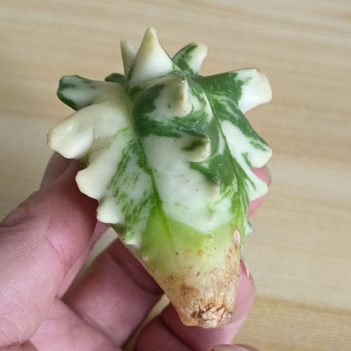 Yahoo!オークション - F570 特選 Astrophytum myriostigma錦 / アスト...