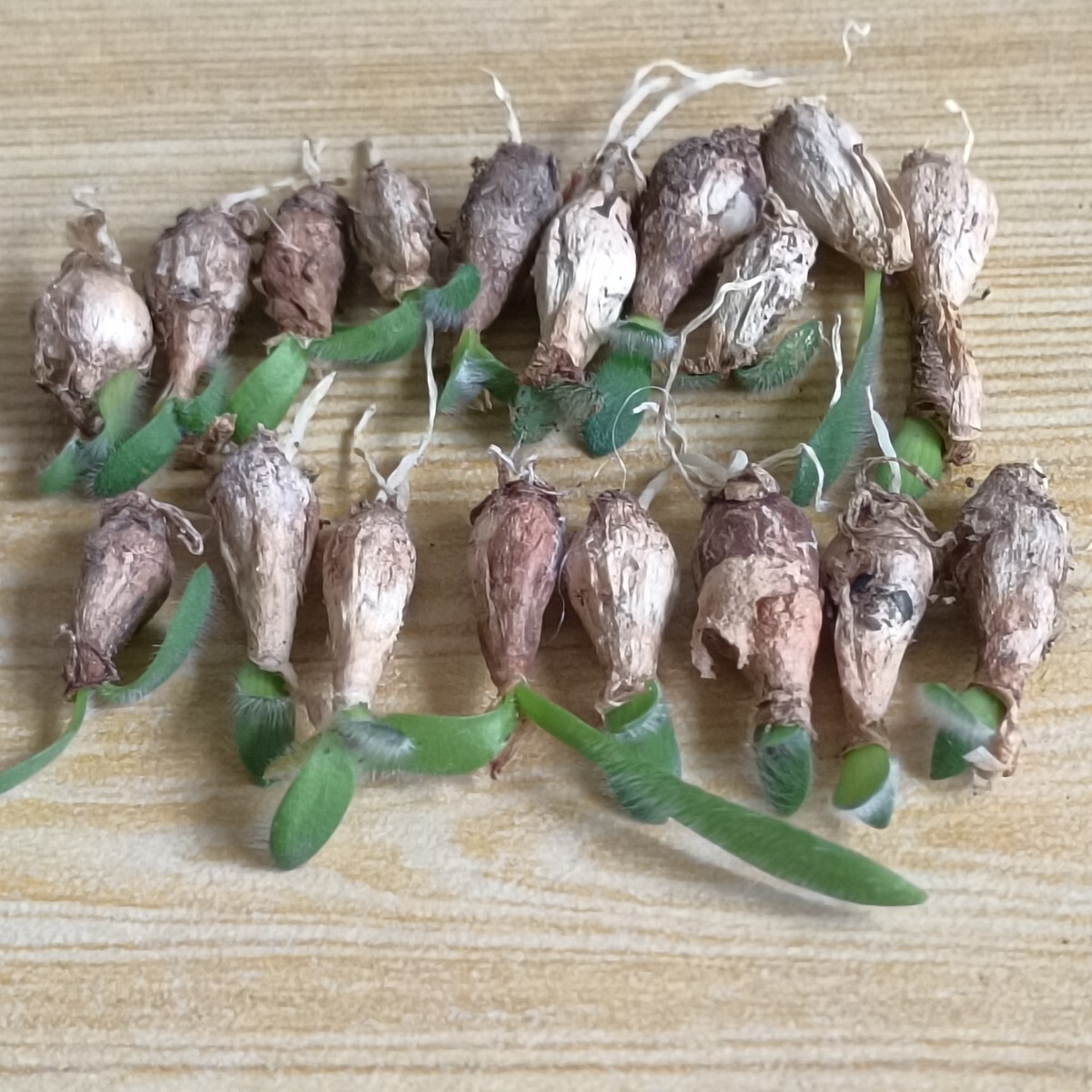 Yahoo!オークション - F644 珍奇植物 多肉植物 輸入球 ストルマリア ヴ...