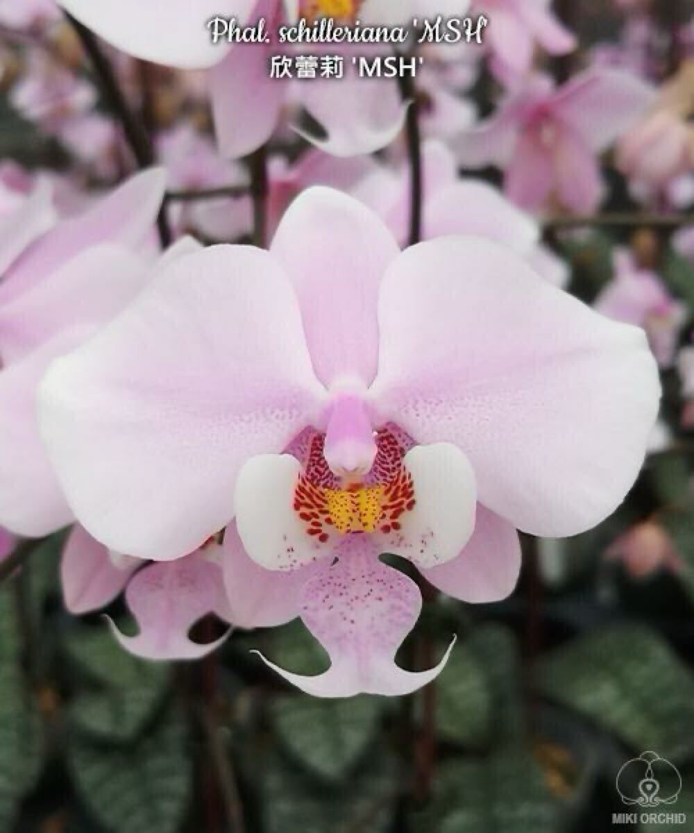 Yahoo!オークション - (^ ^)(559) Phal. schilleriana ‘MSH’