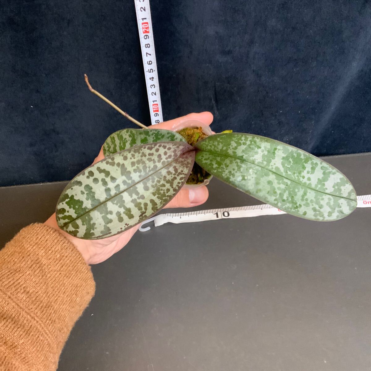 Yahoo!オークション - (^ ^)(559) Phal. schilleriana ‘MSH’