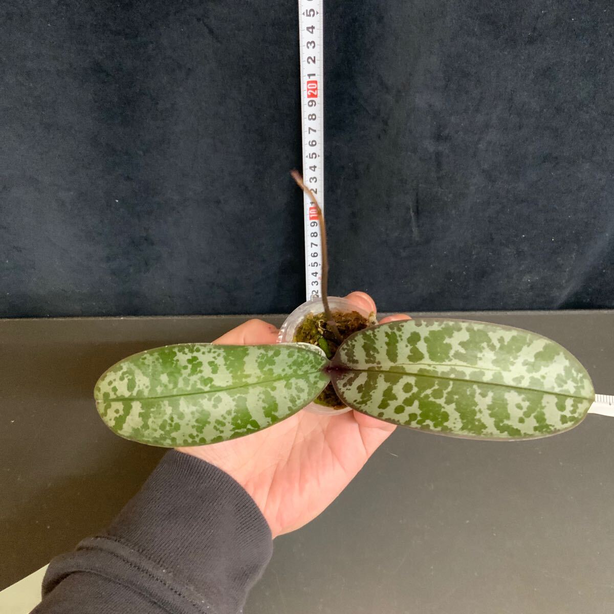 Yahoo!オークション - (^ ^)(608) Phal. schilleriana ‘MSH’