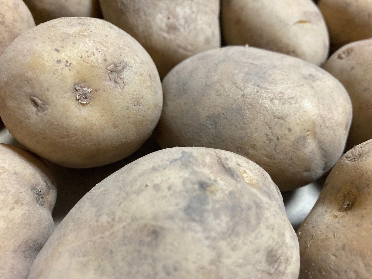 十勝こがね種芋 約1kg｜Yahoo!フリマ（旧PayPayフリマ）