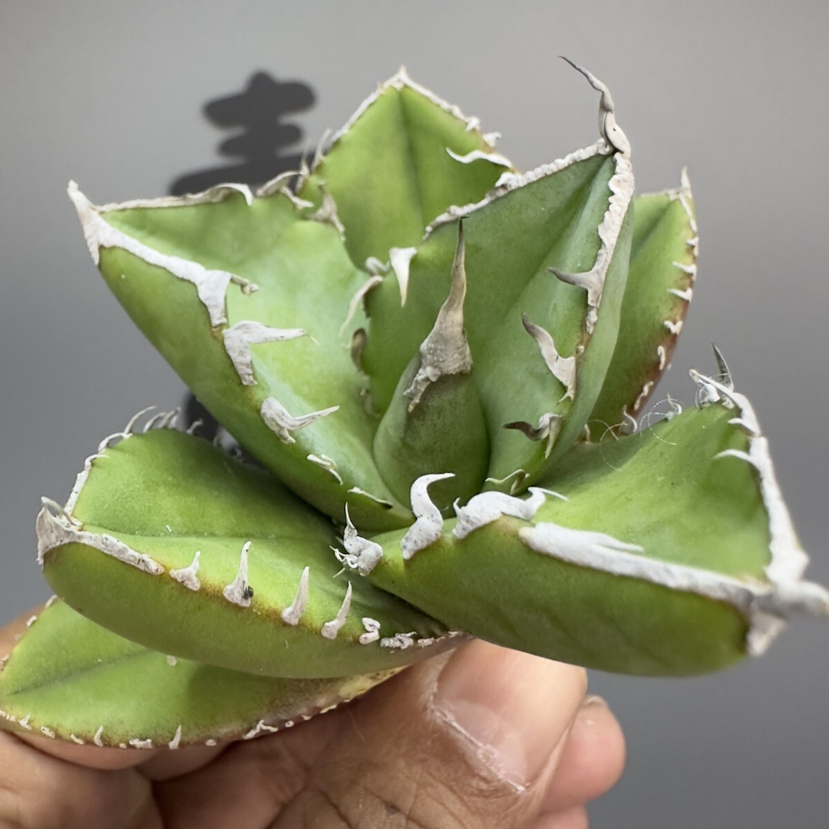 Yahoo!オークション - AN3【青田園芸】アガベ チタノタ SAD 南アフリカ...