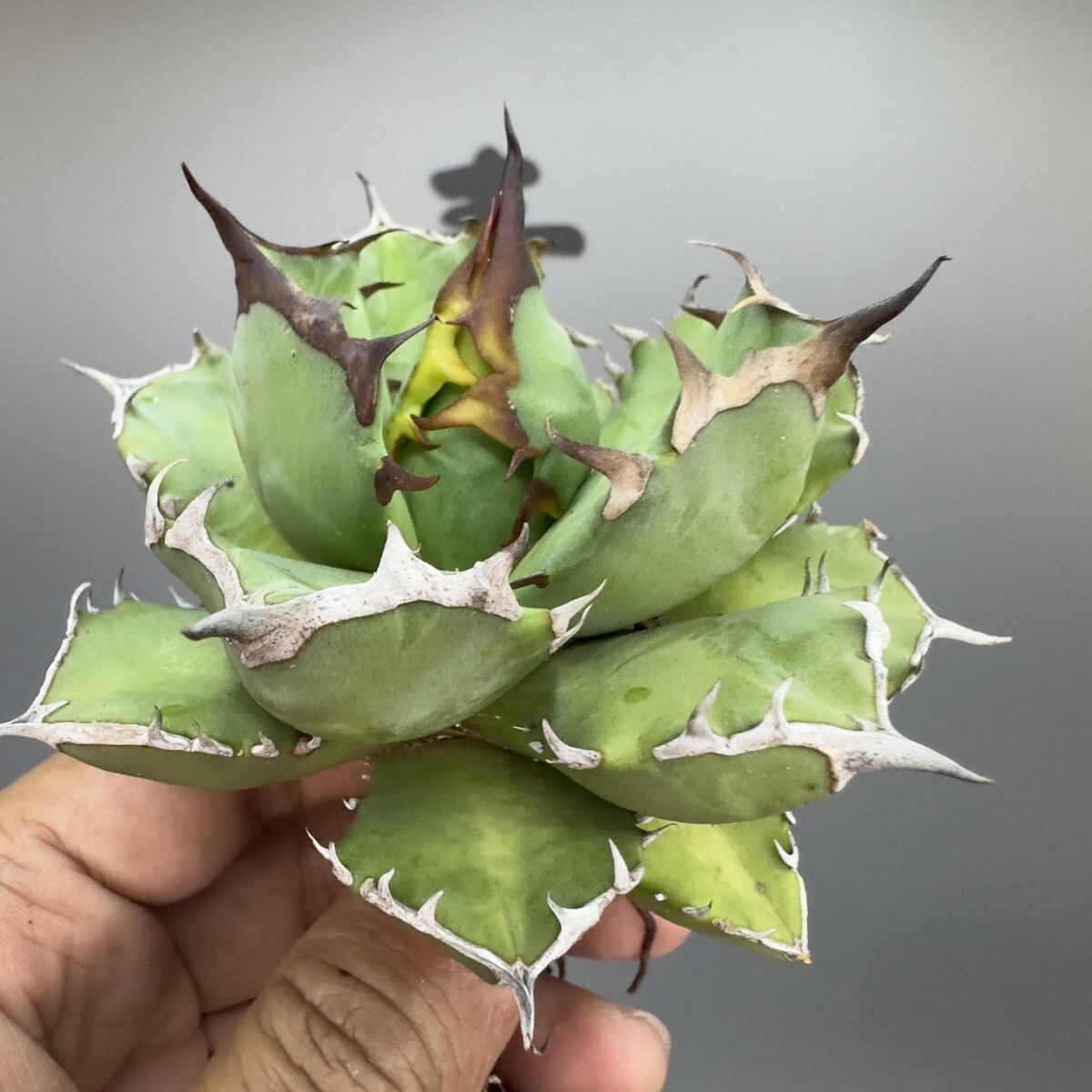 Yahoo!オークション - AP7【青田園芸】特選 アガベ 多肉植物 チタノタ ...