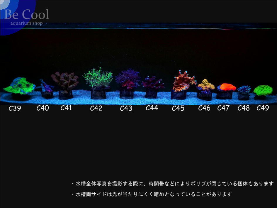 Yahoo オークション C45 エダコモンサンゴ(10cm前後)