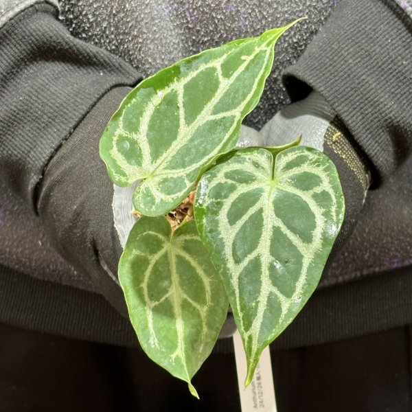 Yahoo!オークション - Y430 Anthurium forgetii × 'Sliver Blush'【12...