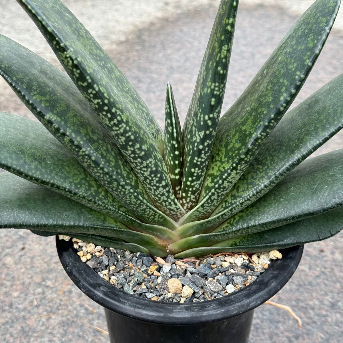 Yahoo!オークション - 19 ガステリア 恐竜hyb ・サボテン 多肉植物