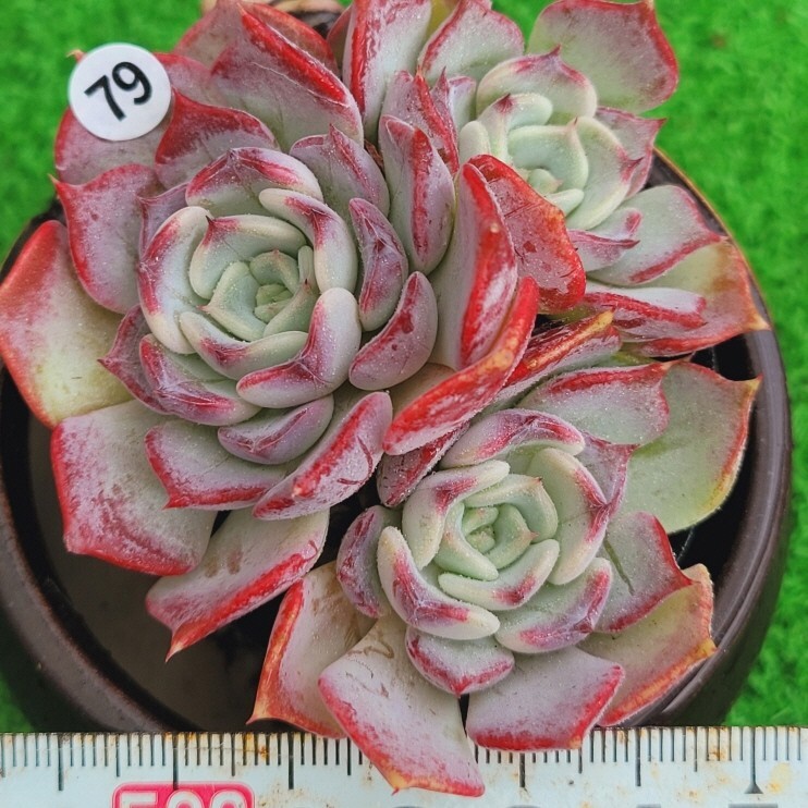 Yahoo!オークション - 2月3日発送-W079 キスミー エケベリア 多肉植物 ...