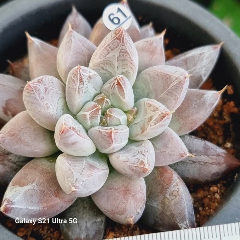 Yahoo!オークション - 1月10日発送-W061 トリマネンシス エケベリア 多...