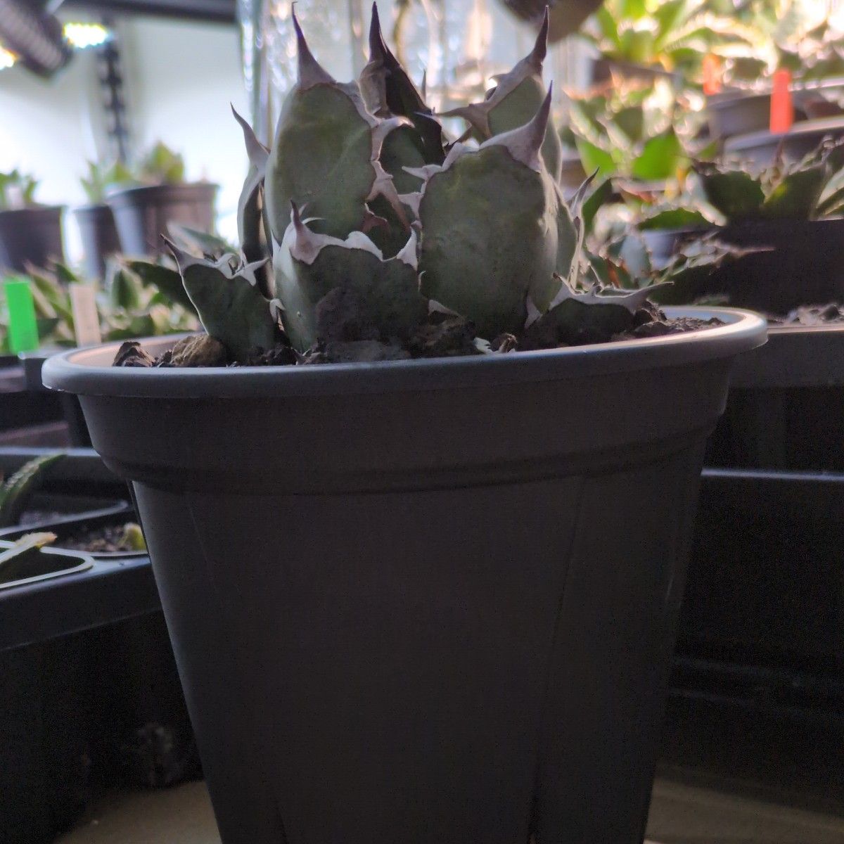 希少品 大株 鉢ごと発送 アガベ 姫厳竜 ドワーフ Agave titanota 希少品 大株 鉢ごと発送 アガベ 姫厳竜 ドワーフ Agave titanota