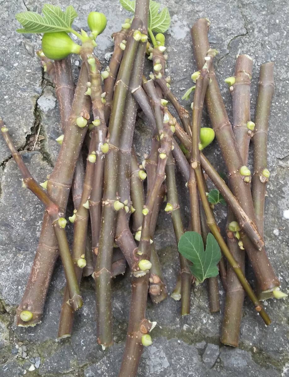 Yahoo!オークション - (0-1561) イチジクの選定枝 ②