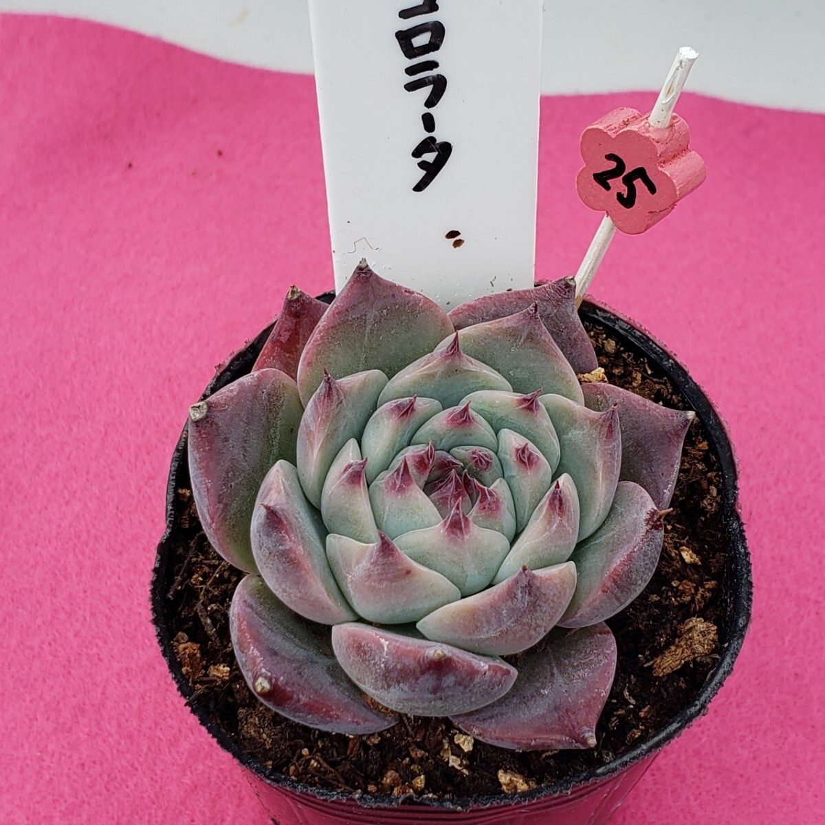 Yahoo!オークション - 多肉植物NO25 コロラータ 6㎝ポット 韓国苗 抜き...