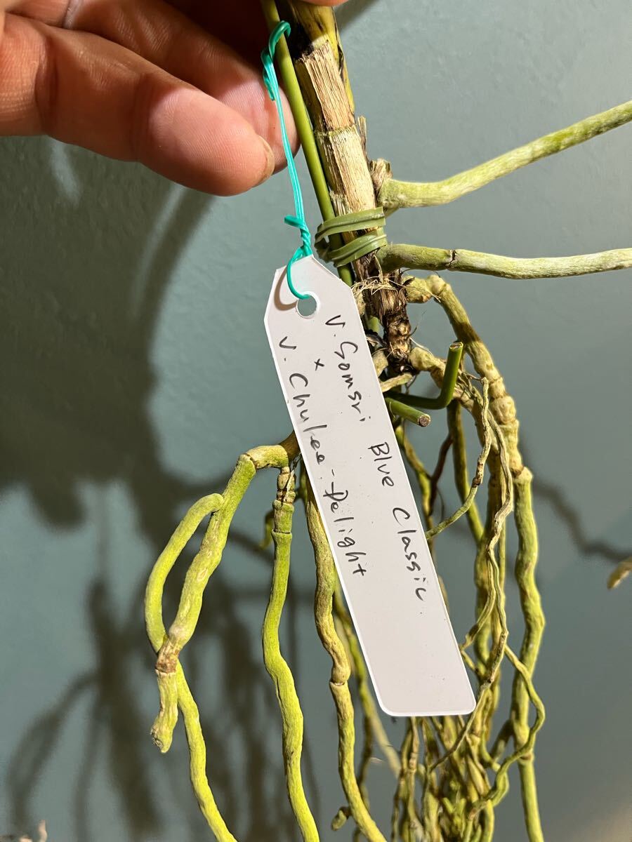 Yahoo!オークション - V. Somsri Blue Classic × V. Chulee Delight ...