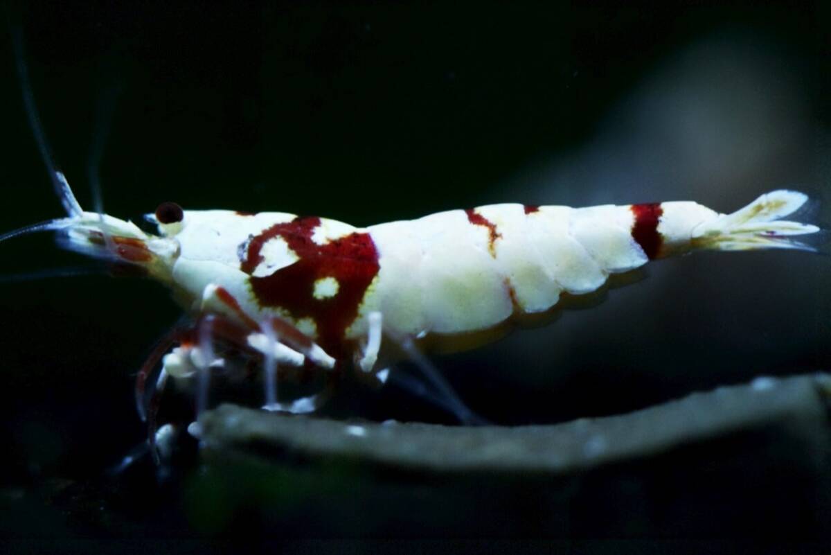 Yahoo!オークション - 【午前中限定特価】《Howl＆Louis》【虎豹】Tige...