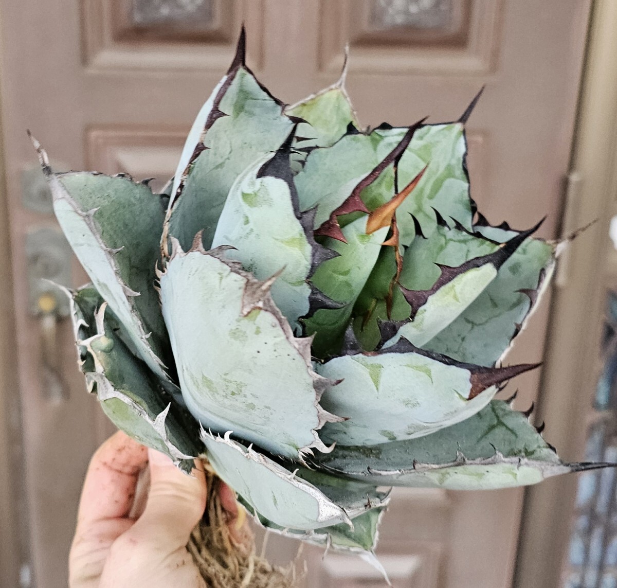 Yahoo!オークション - 短葉強刺ブルーボール 検（agave FO 076 チタノ...