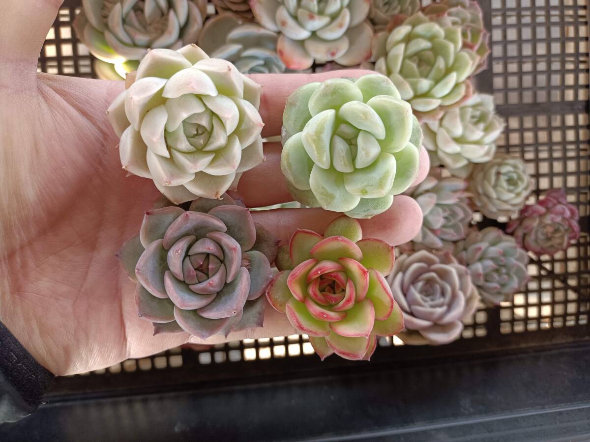 Yahoo!オークション - 0219Q-W006 30個 ミックス多肉植物 韓国 エケベ...